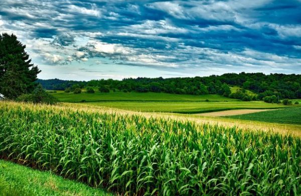 Cultivating Success: How Maize as a Cover Crop Can Transform ...