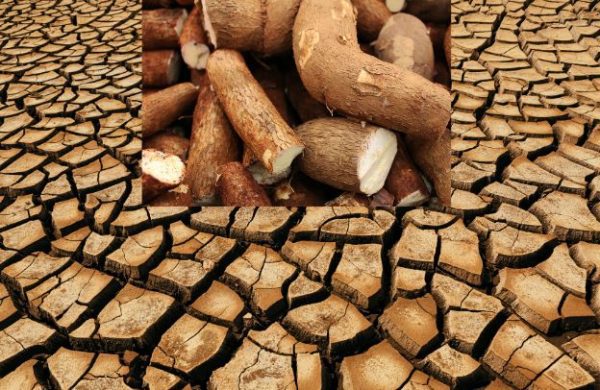 Ultimate Guide to Harvesting and Storing Maize: A Path to Agribusiness ...