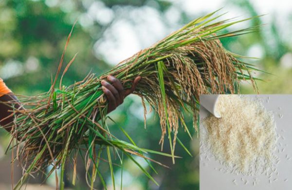 Rice and Culture: Understanding the Role of Rice in Different Cuisines ...